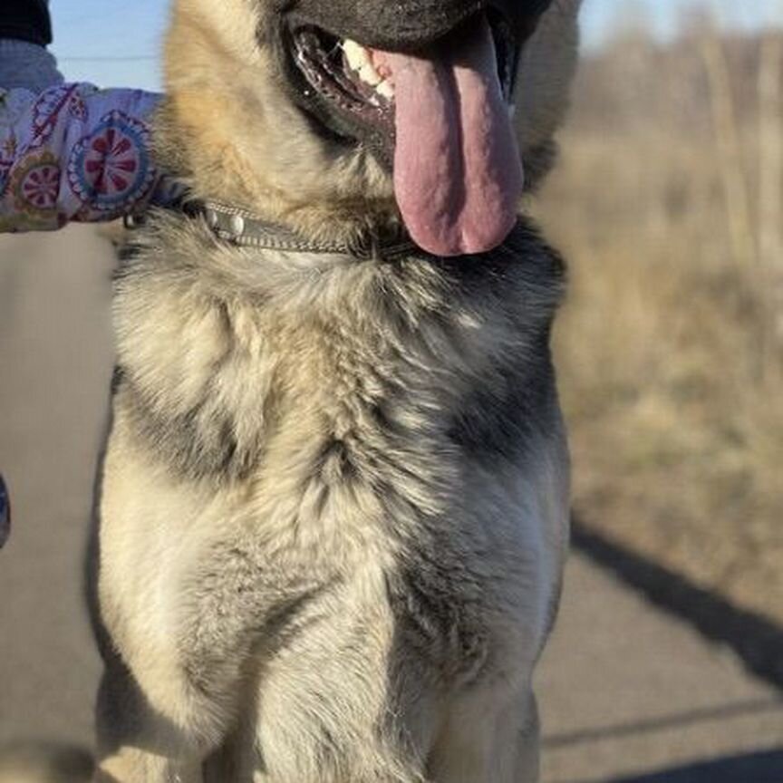 Кабель вео вязка