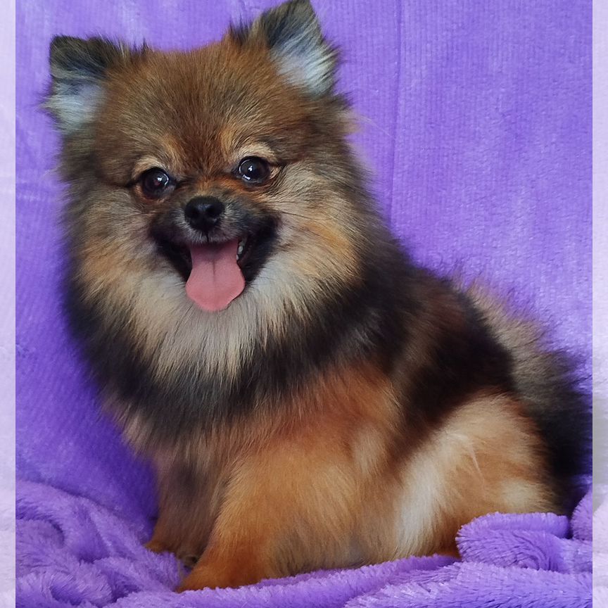 Померанский шпиц, щенок