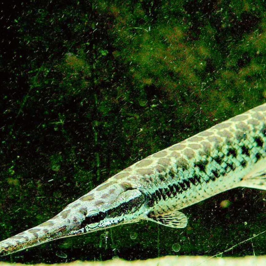 Флоридская панцирная щук