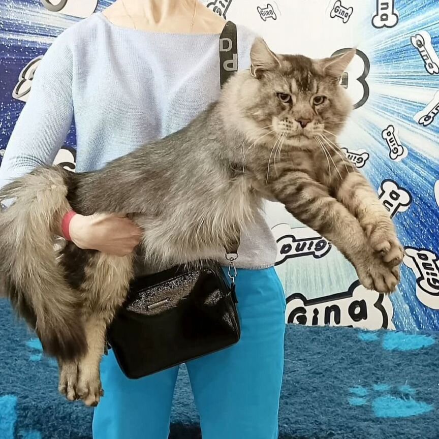 Большой и супер ласковый мальчик мейн-кун