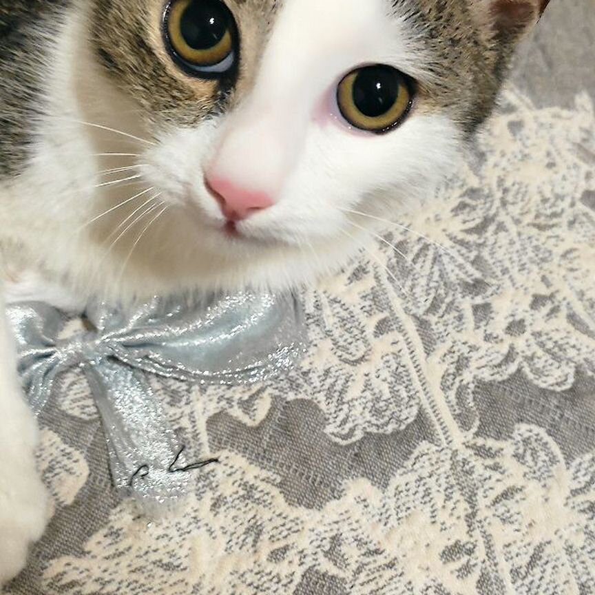 Котик 4 мес