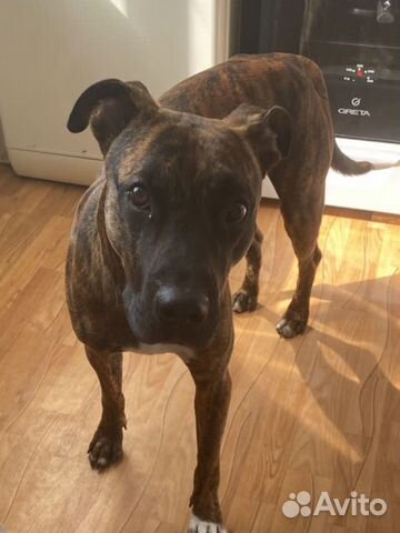 Американский питбультерьер