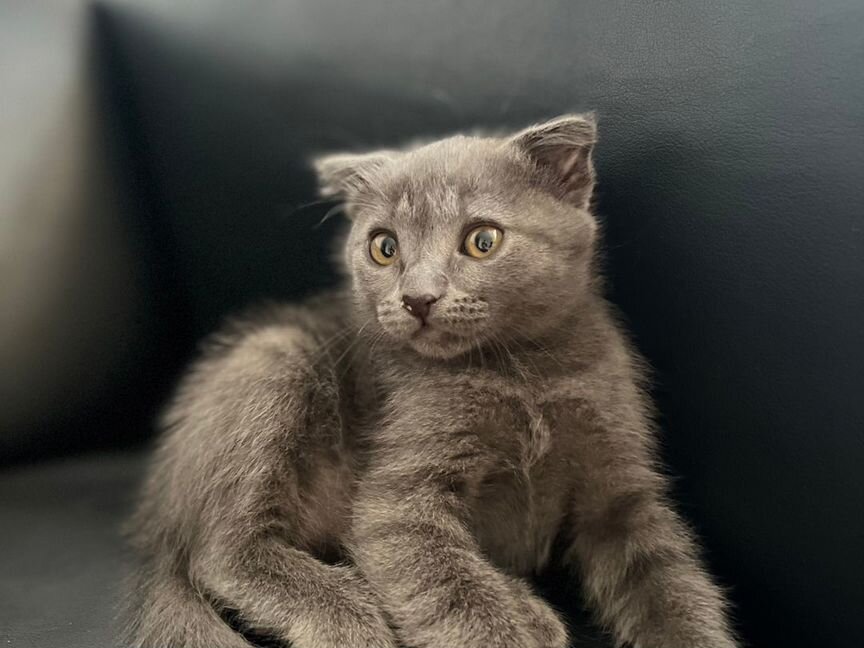 Милая девочка-вислоушка