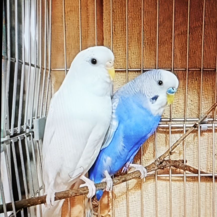 Волнистые попугаи Пара с клеткой