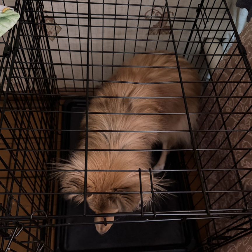 Клетка для собак