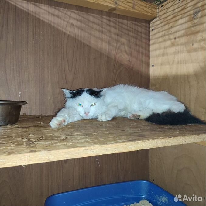 Кот Тимоша. ищет передержку и дом