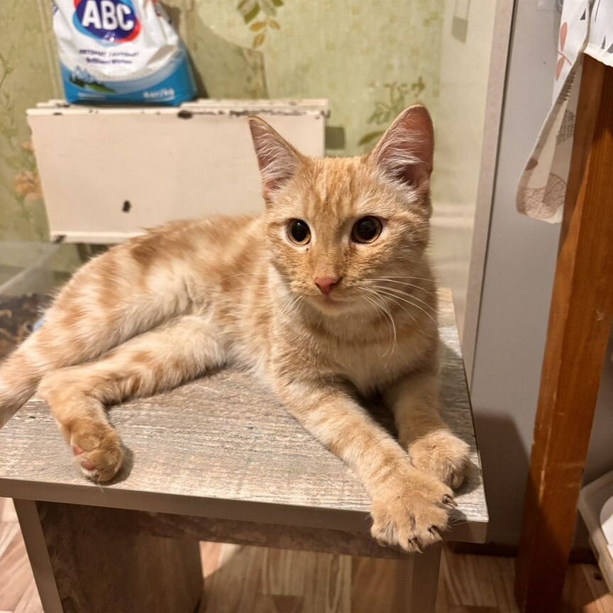 Кот