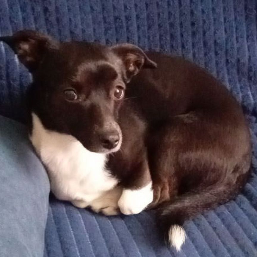 Русский той-терьер, взрослая собака