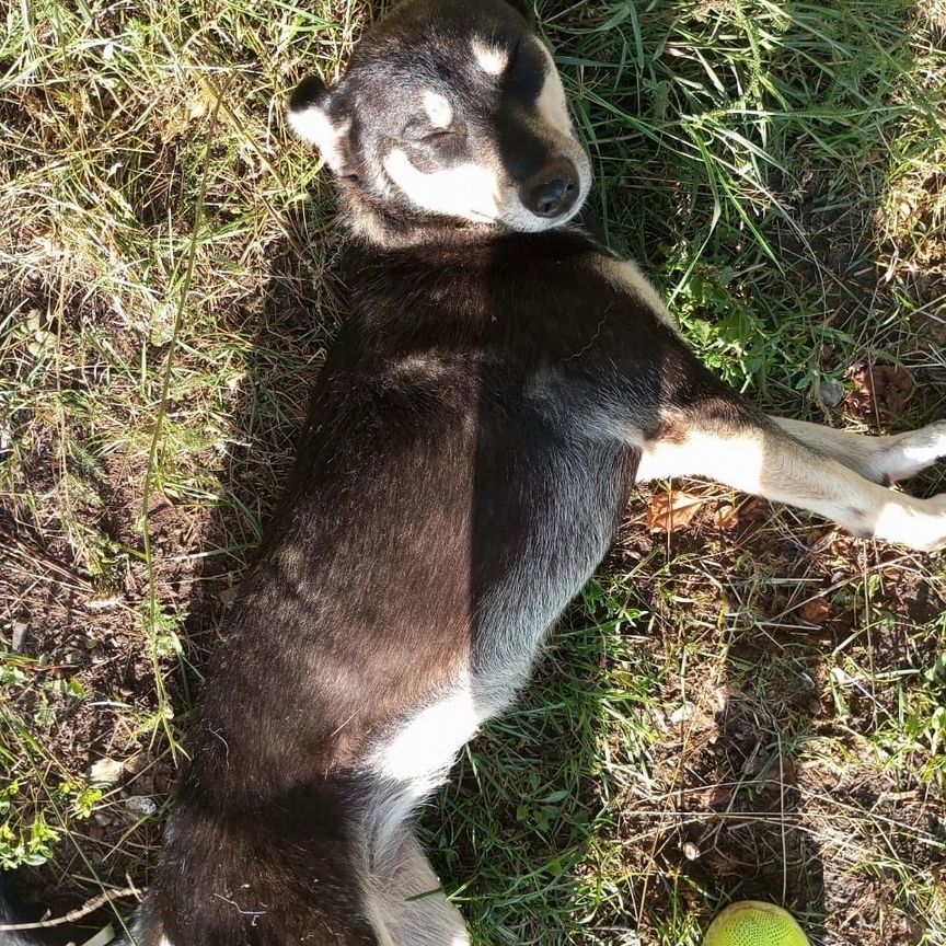 Собака в добрые руки девочка