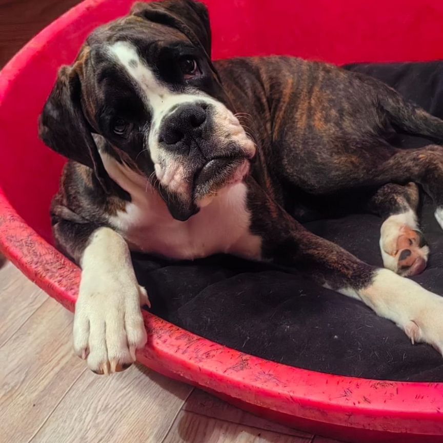 Щенок боксёрика