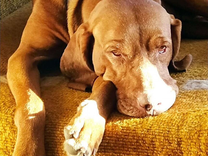 Венгерская выжла. Кобель