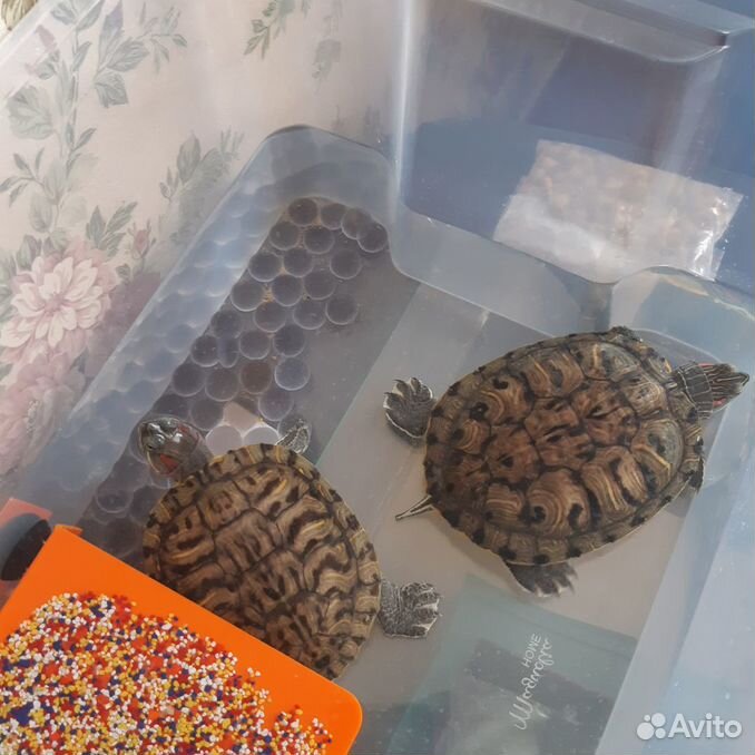 Черепашки красноухие