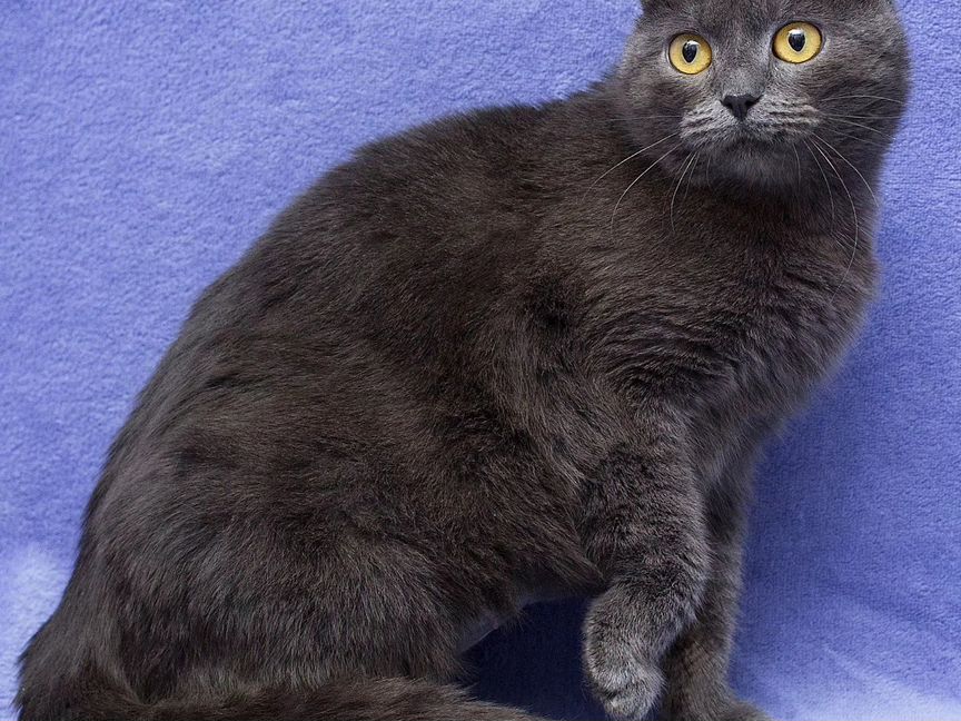 Британскую кошку выкинули хозяева
