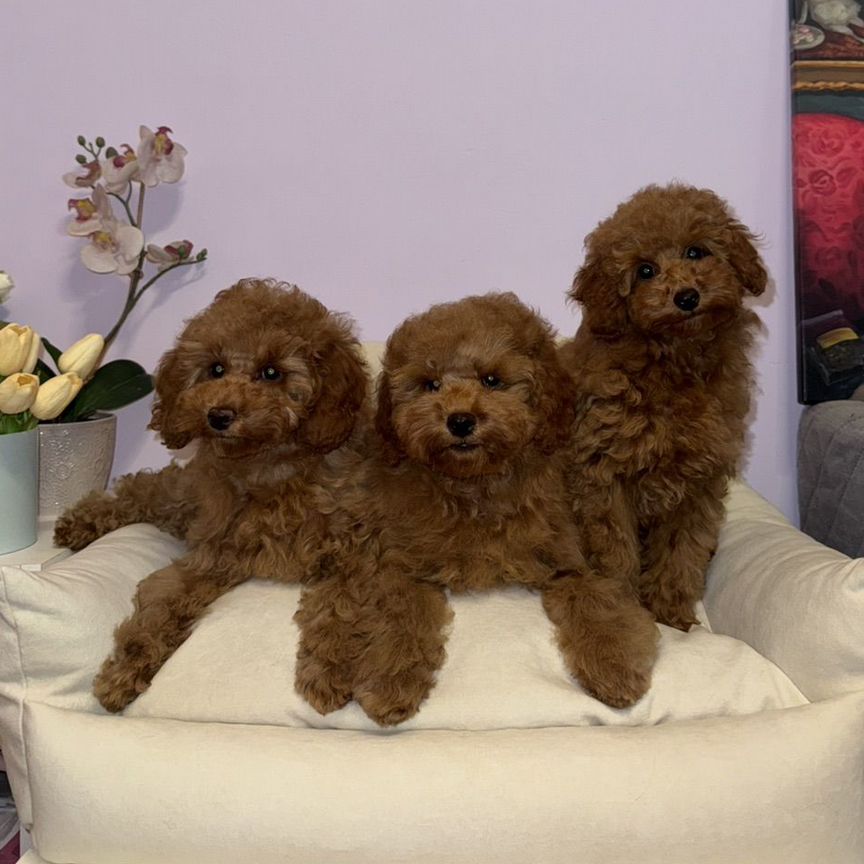 Той-пудель, щенок