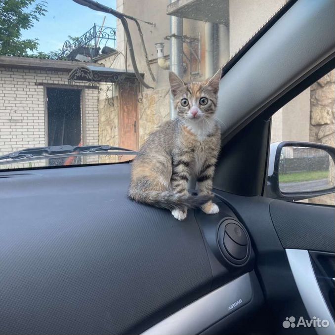 Кошечка Мурка