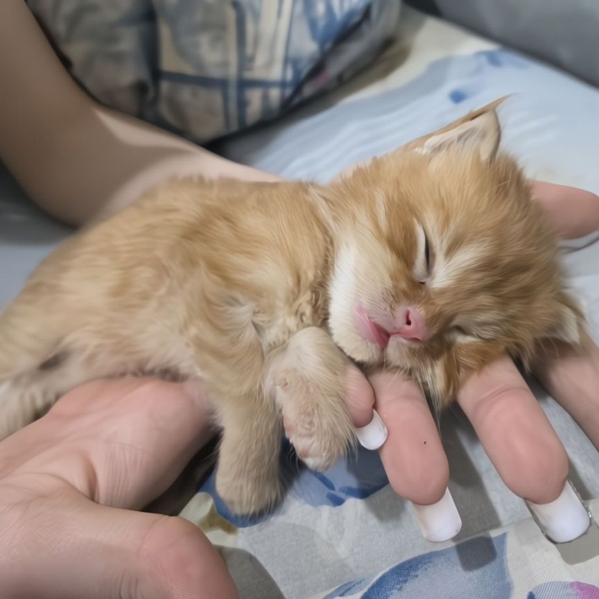 Мейн-кун котёнок