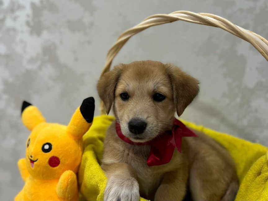 Щенок в добрые руки