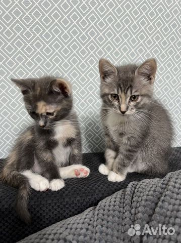 Котята-девочки серенькие 2 мес