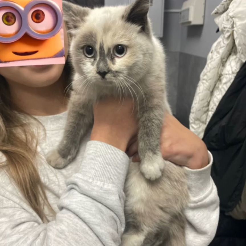 Котёнок в добрые руки