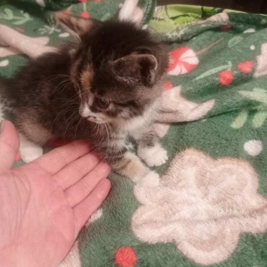 Канадский сфинкс котёнок