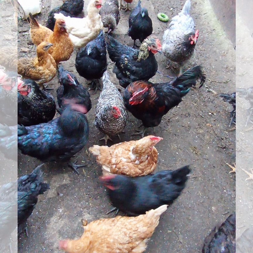 Молодые петушки