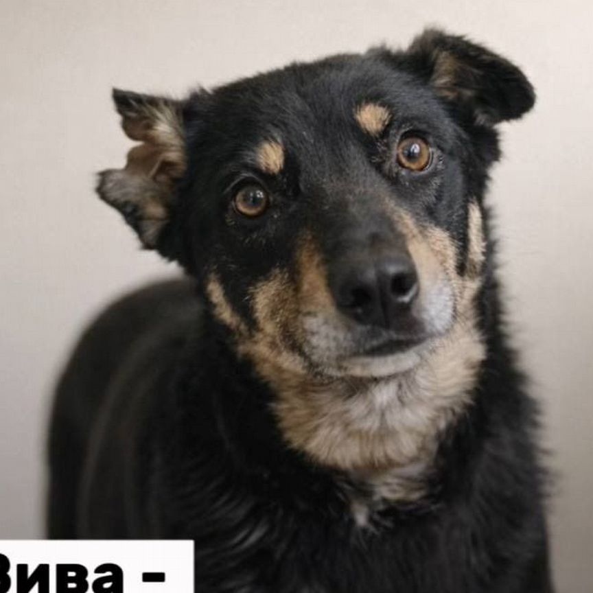 Взрослая собака в добрые руки