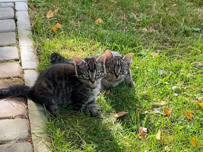 Отдам котят в хоршие руки