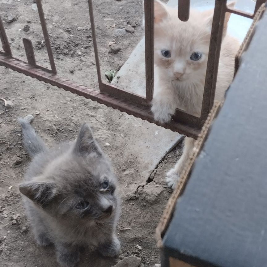 Котята в добрые руки. Чуть больше месяца