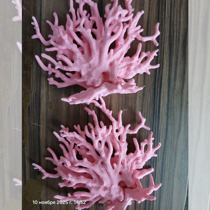 Кораллы для аквариума