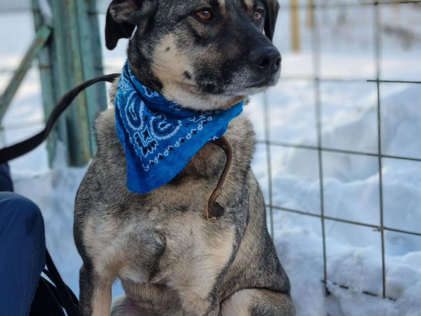 Собака тоскует в приюте