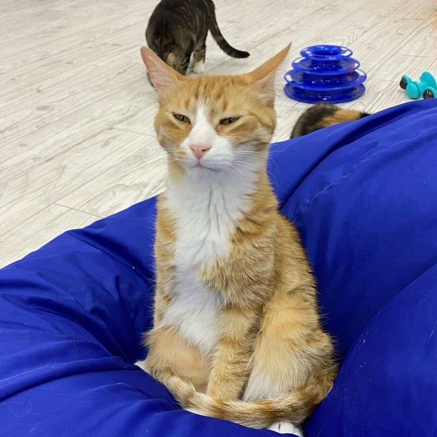 Самый смешной рыжий кот