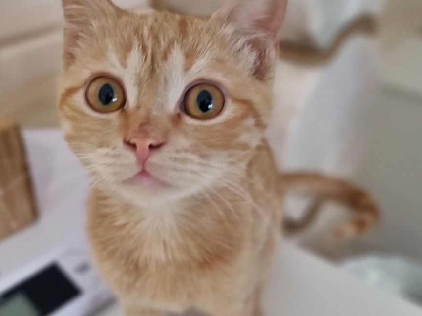 Котенок девочка марго рыжий 2.5 мес