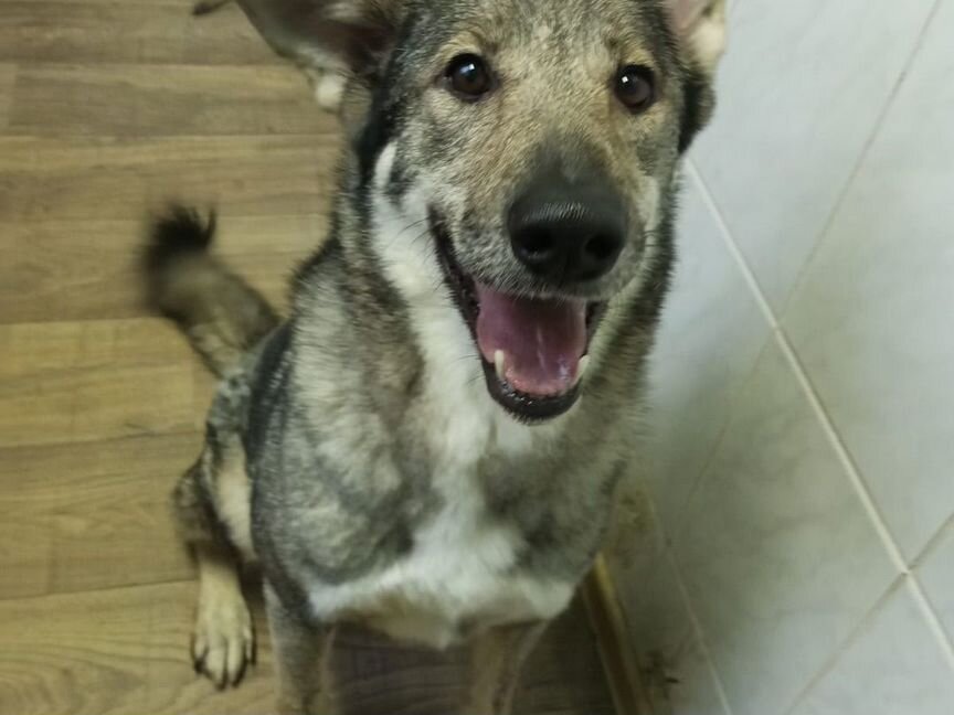 Собака в беде