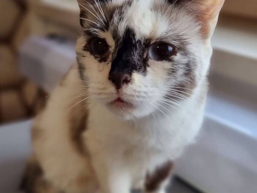 Кошка 2 года дафна