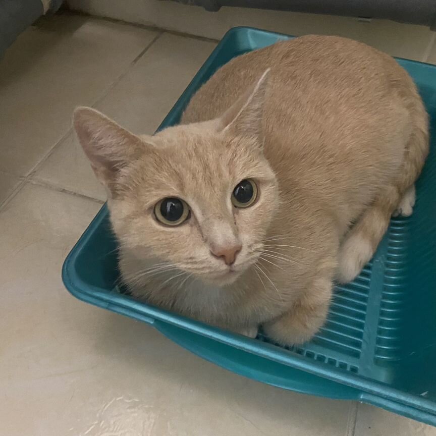 Отдам кошу в хорошие руки