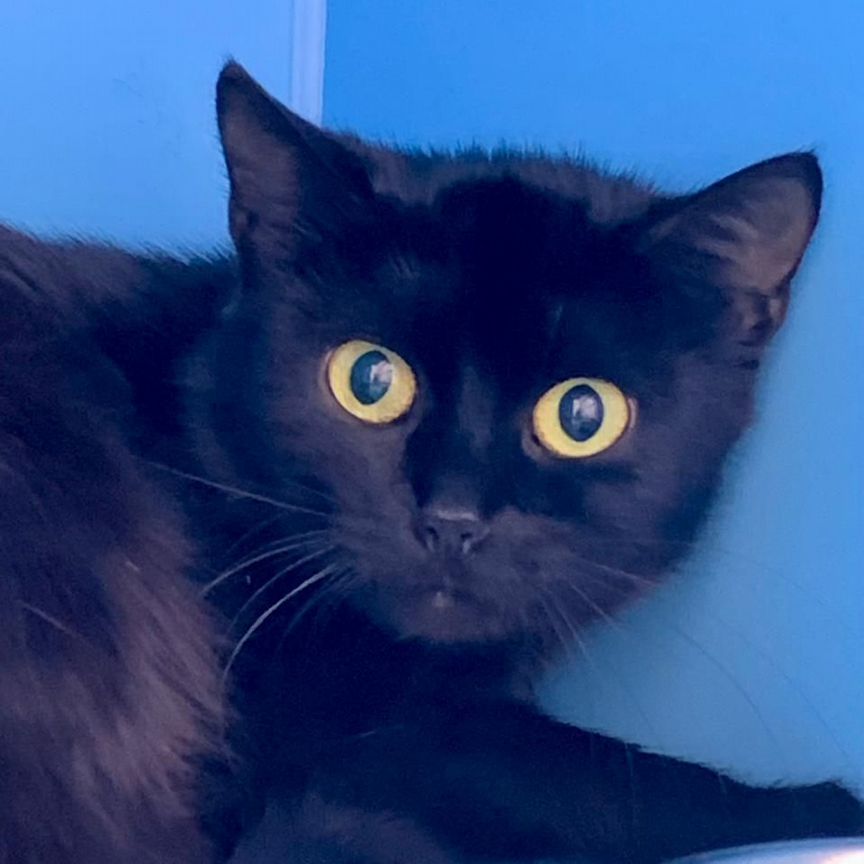 Черная кошка Дюна