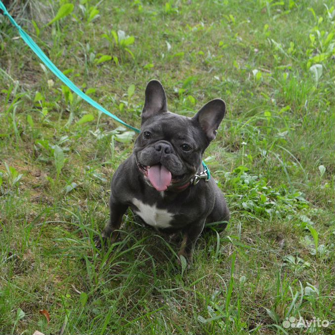 Молодая девочка Француженка. Голубой окрас