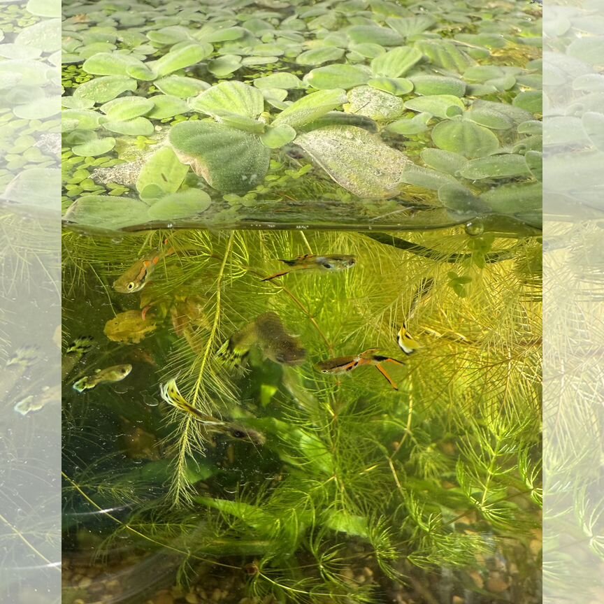 Аквариумные растения