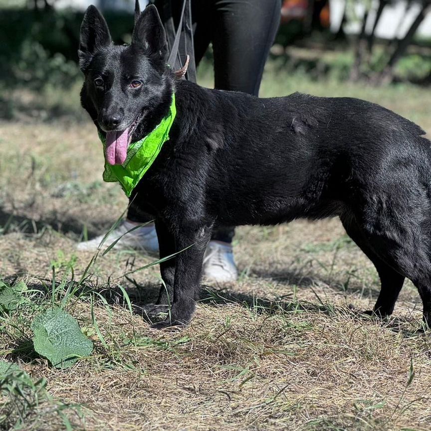 Черная красавица Вакса