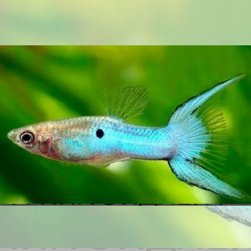 Рыбки гуппи эндлера японские синие