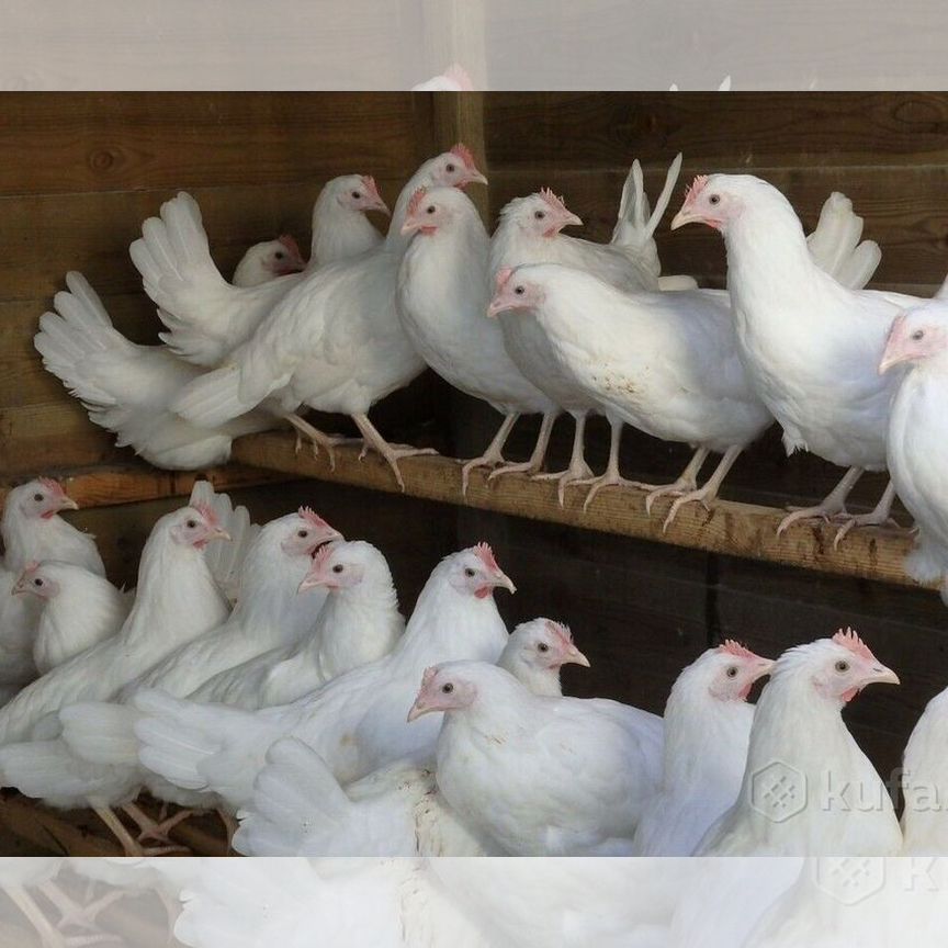 Кура молодка 4 месяца