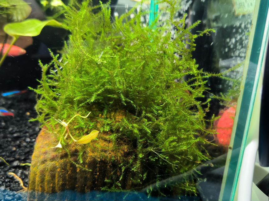 Яванский мох