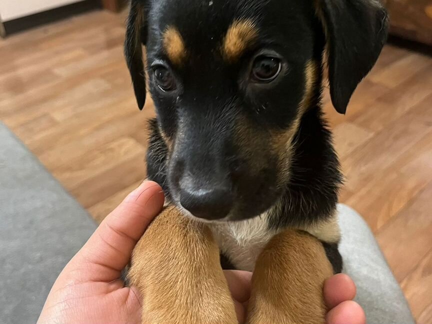 Щеночек девочка