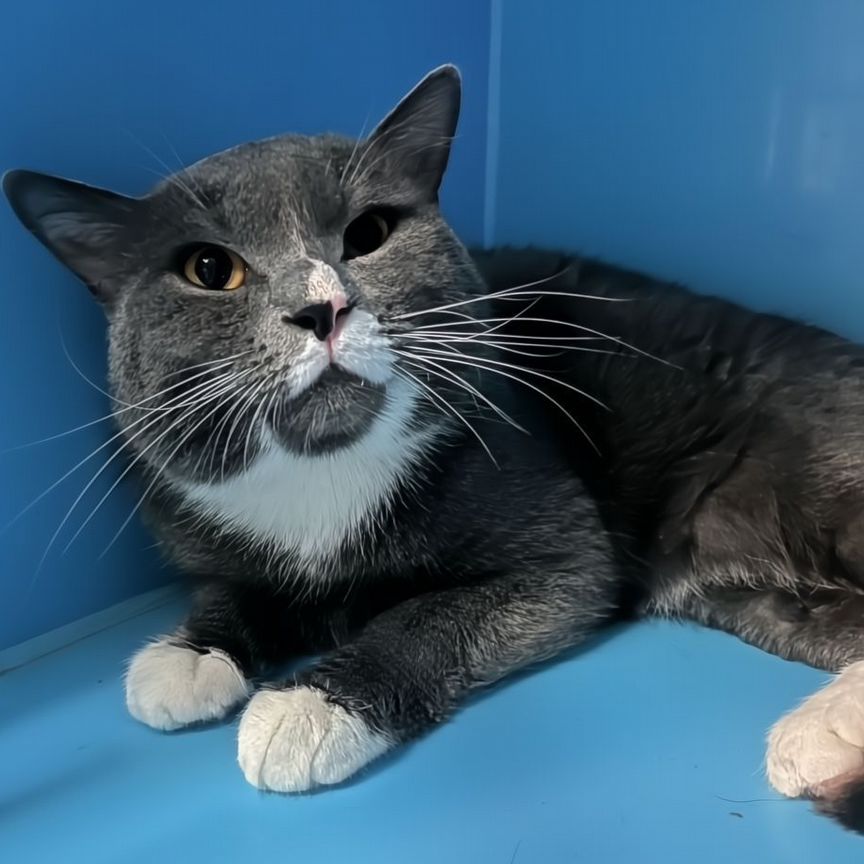 Взрослый кот в добрые руки