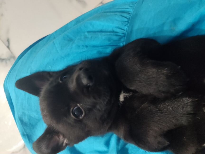 Отдам в добрые руки