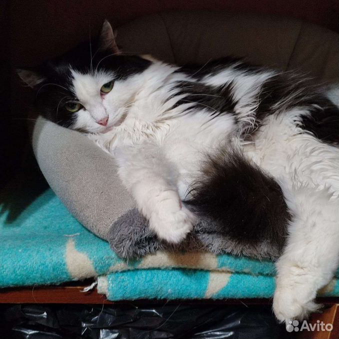 Кошка Маша