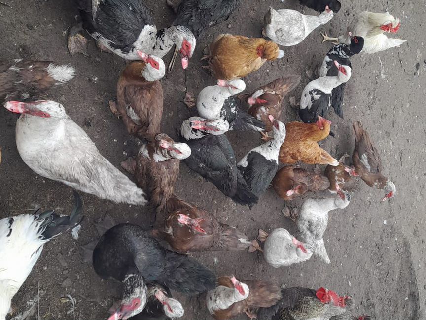 Утки шипуны,гуси