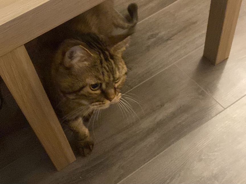 Отдам кота в добрые руки