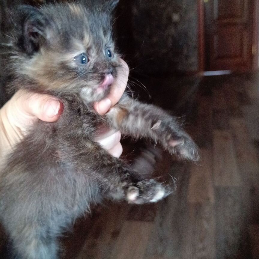 Котята в дар, бесплатно
