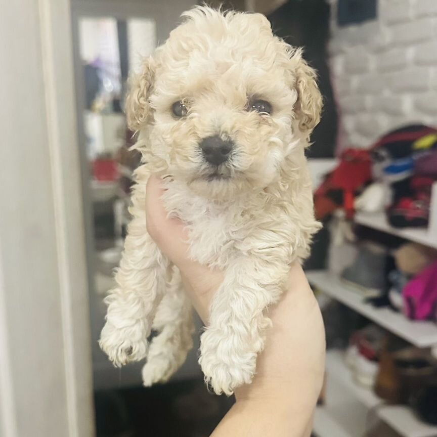 Мальтипу, щенок